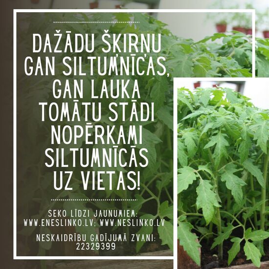 Tomātu stādi - e-veikals - DĀRZNIECĪBA NESLINKO